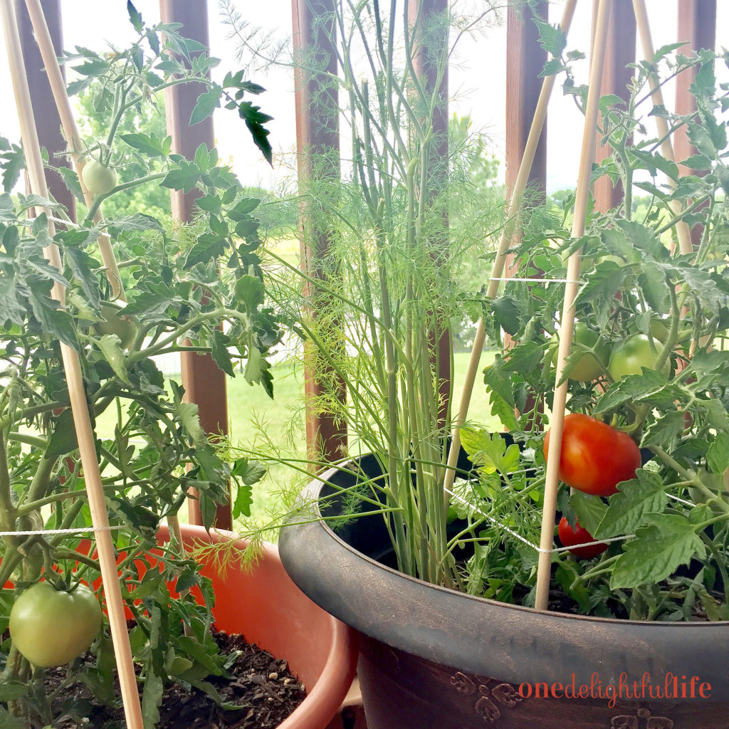 DIY: Dowel Rod Tomato Cages - One Delightful Life