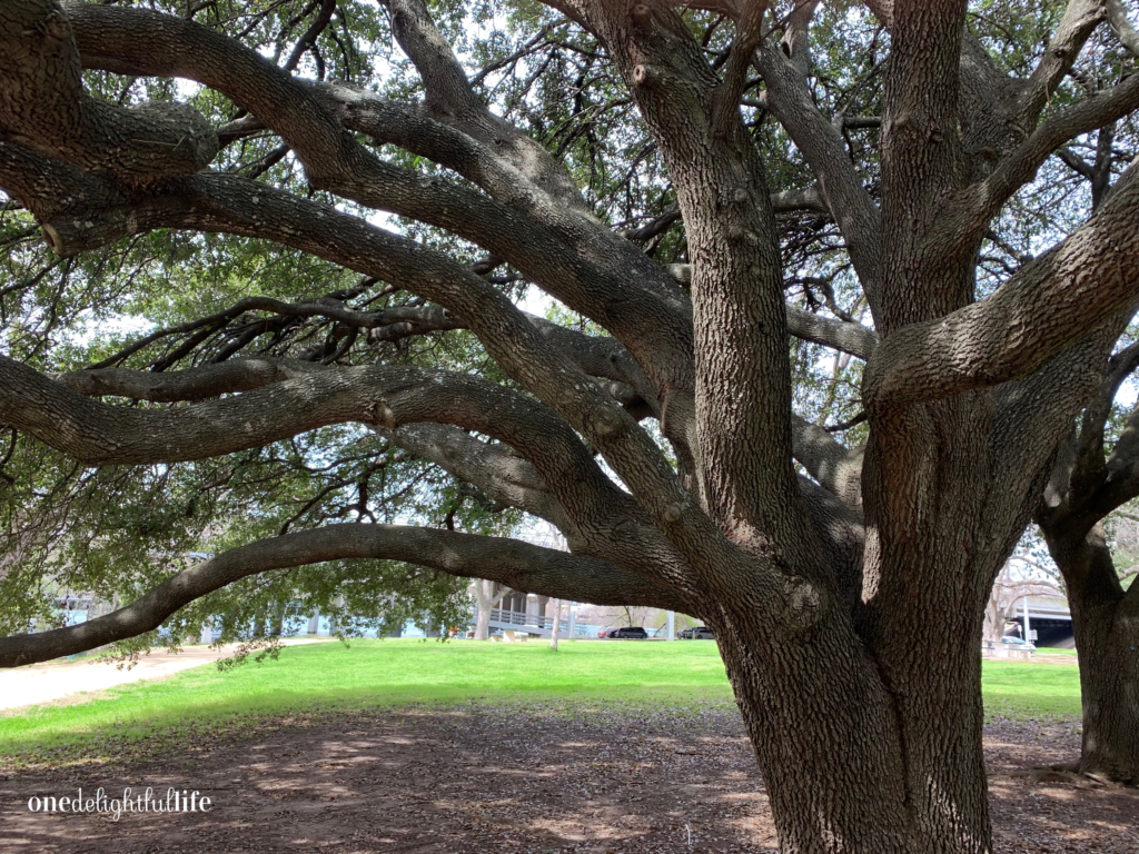 How to Spend 48 Hours in Austin, Texas - One Delightful Life